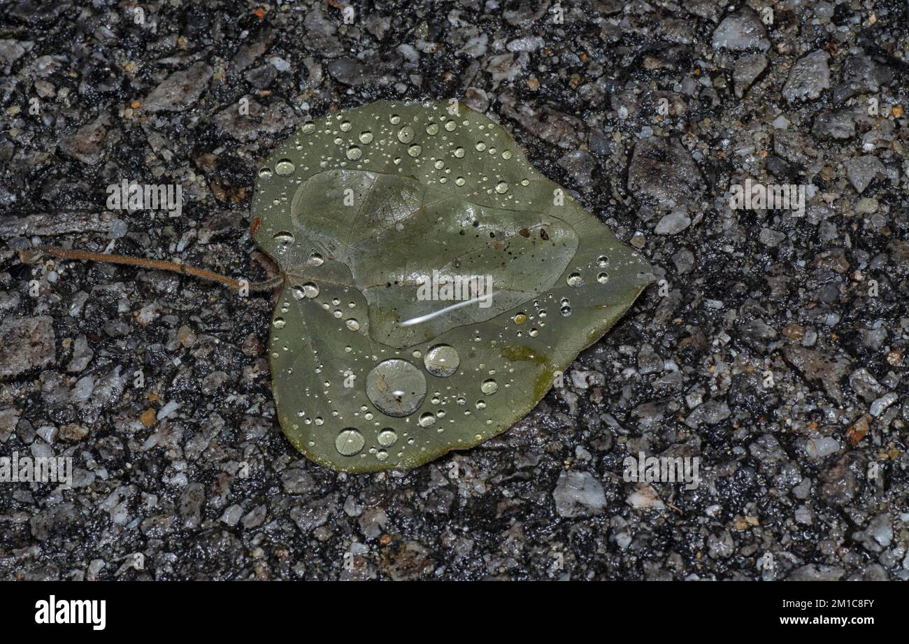 Spade shaped leaves hi-res stock photography and images - Alamy