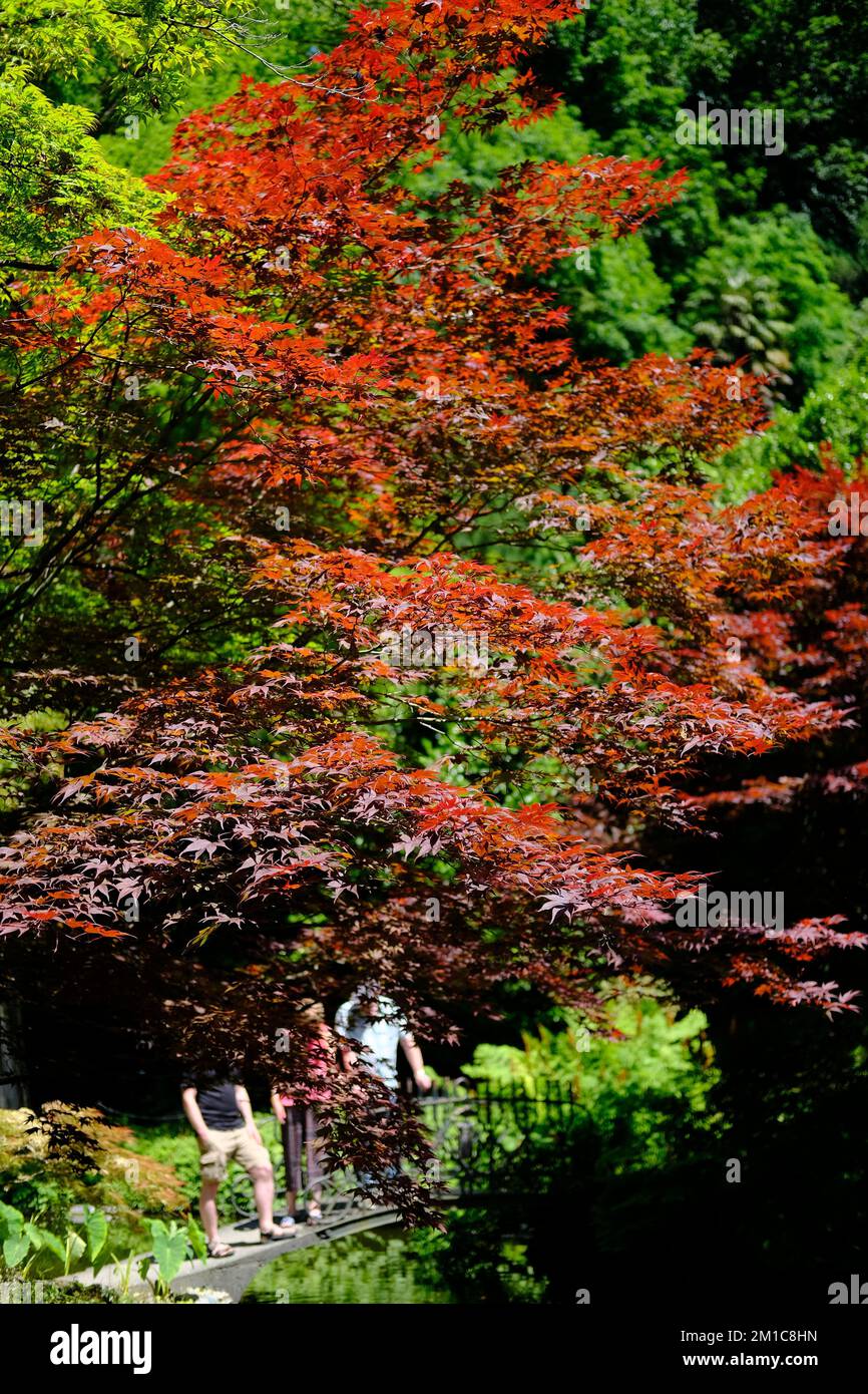 Beautiful autumnal foliage with red leaves on a mountain wood in lake ...