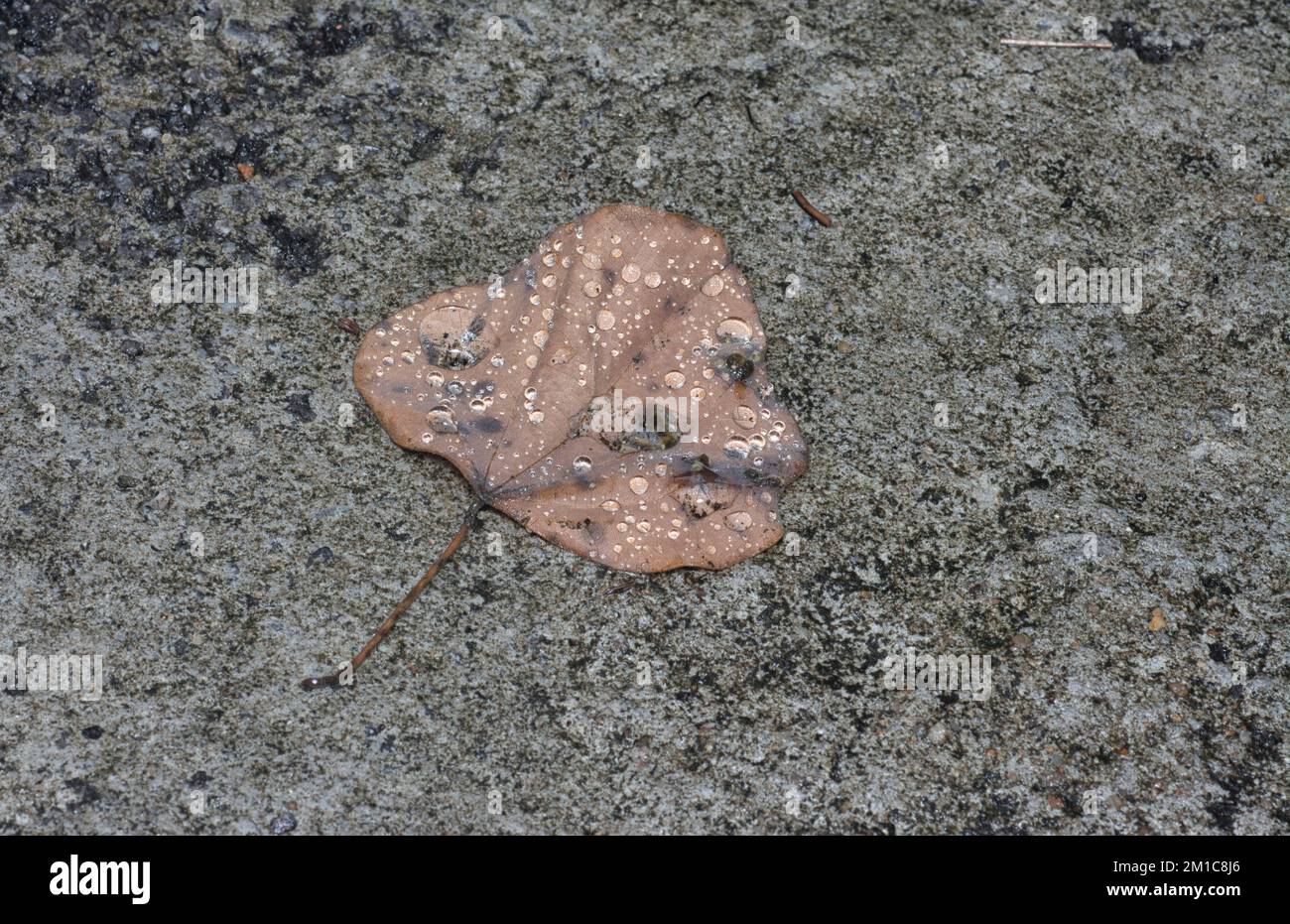 Spade shaped leaves hi-res stock photography and images - Alamy