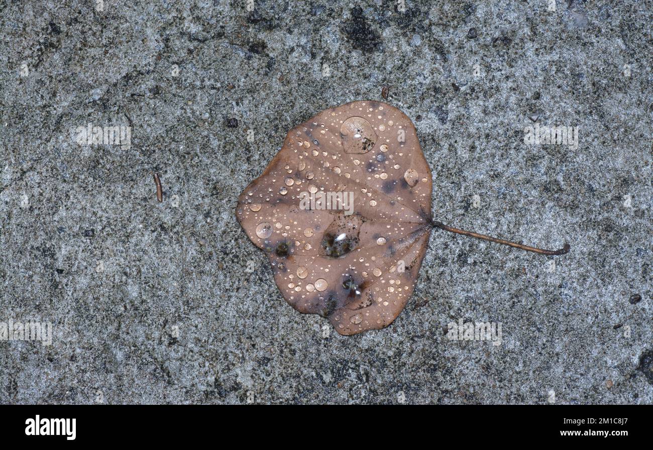 Spade shaped leaves hi-res stock photography and images - Alamy