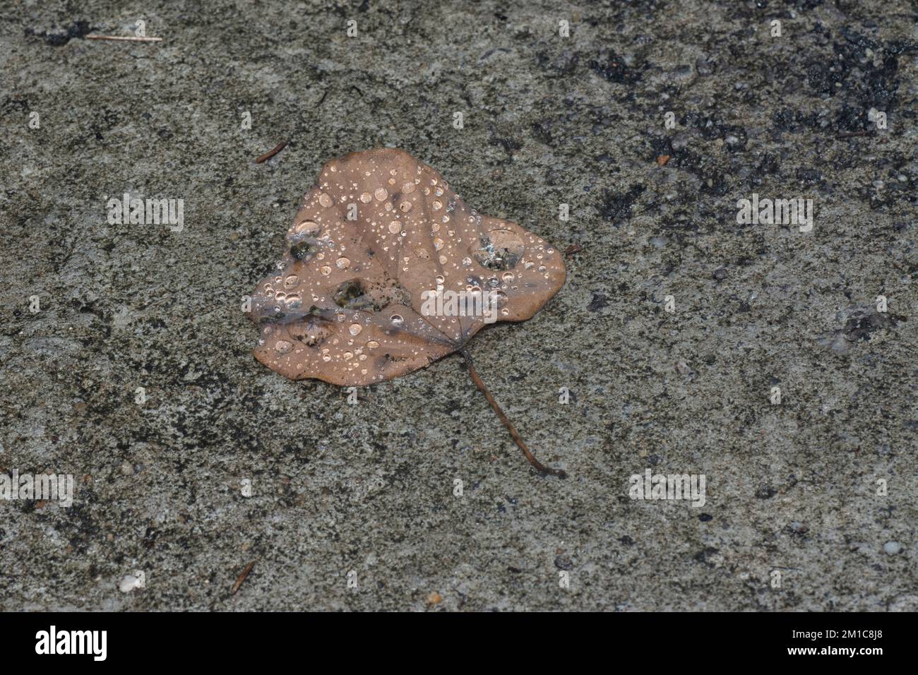 fallen spade-shaped leaf on the street after rain Stock Photo - Alamy