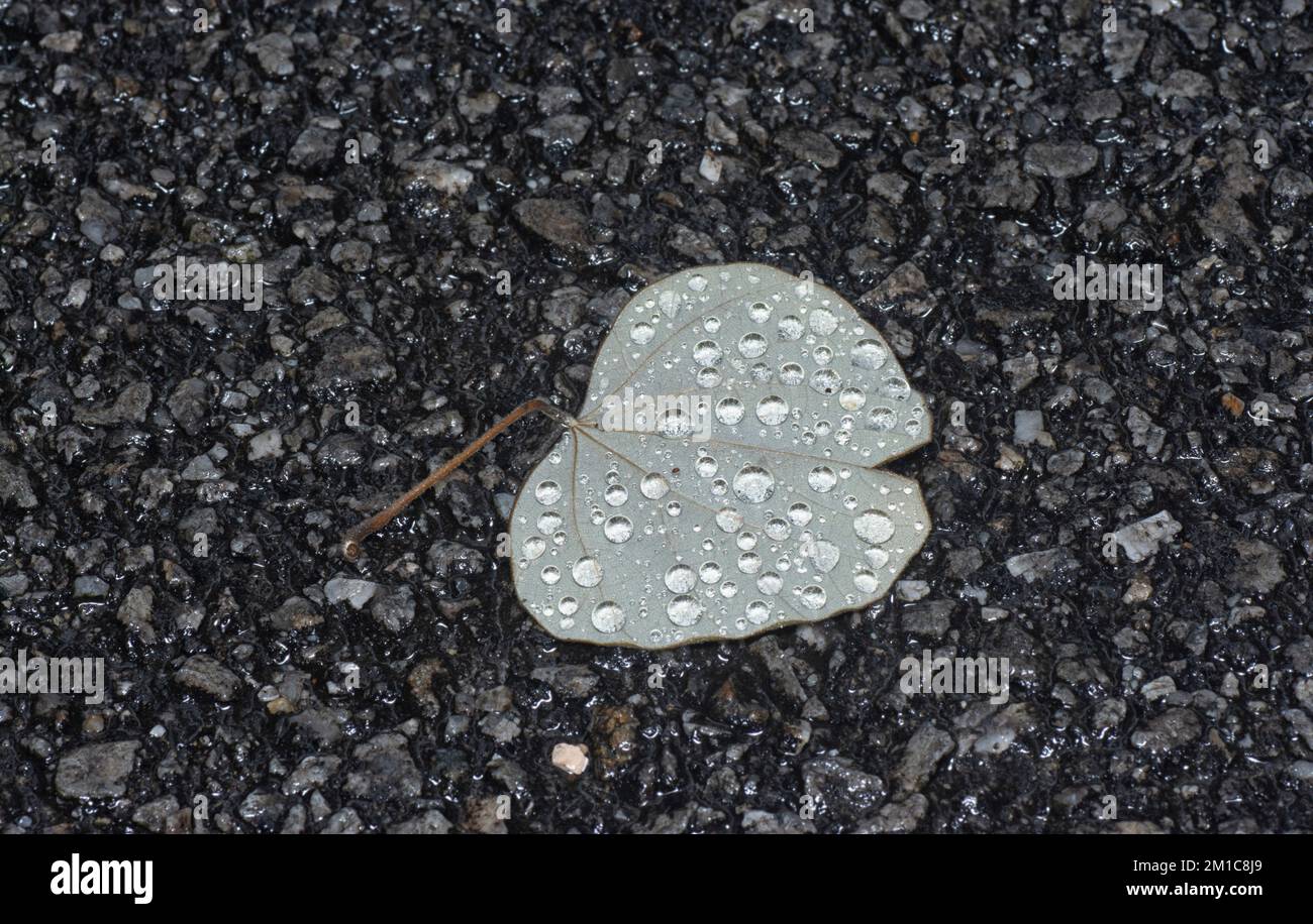 fallen spade-shaped leaf on the street after rain Stock Photo - Alamy