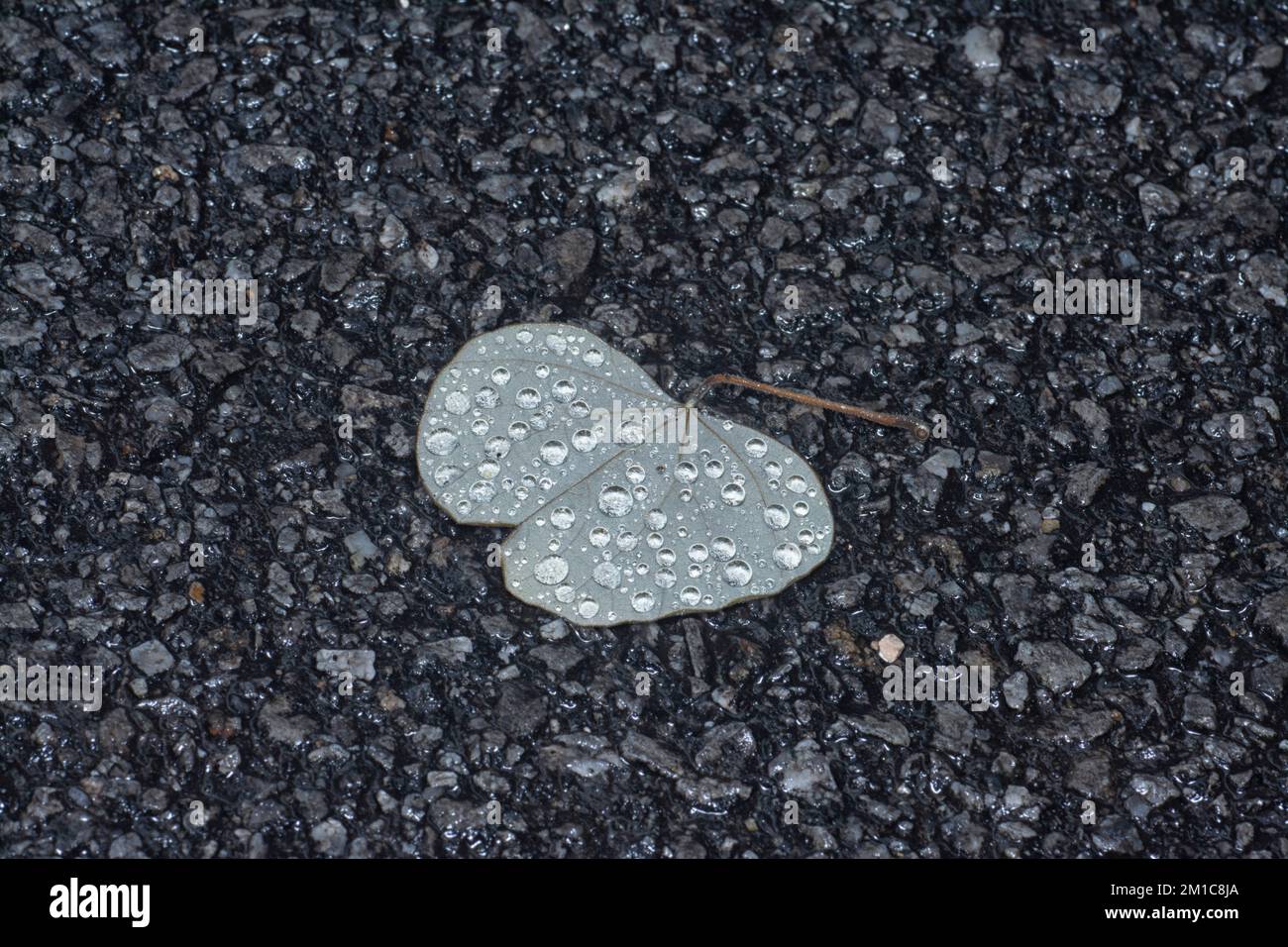 Spade shaped leaves hi-res stock photography and images - Alamy