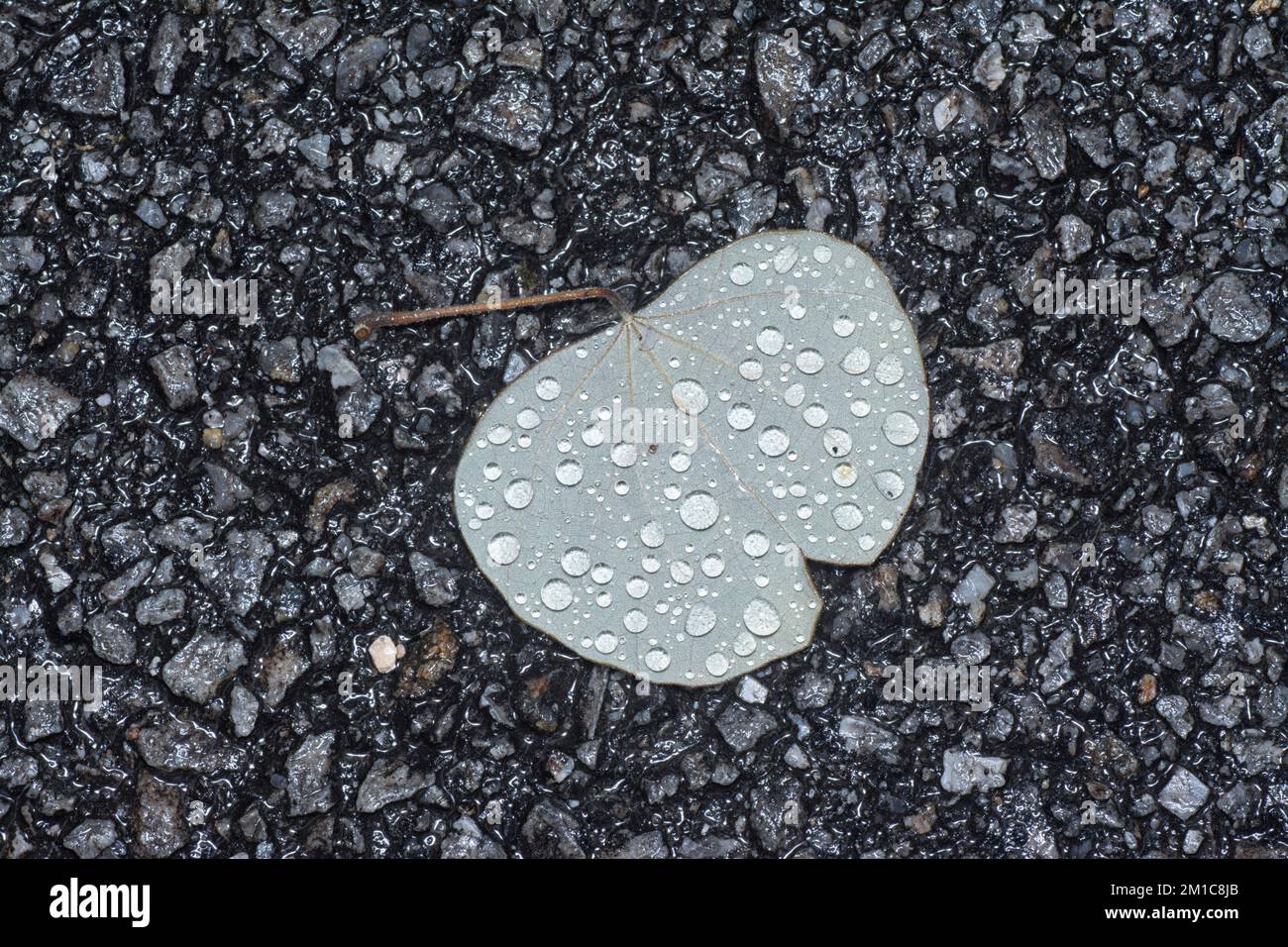 fallen spade-shaped leaf on the street after rain Stock Photo - Alamy