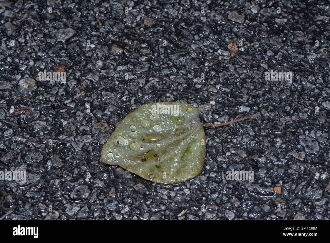 Spade shaped leaves hi-res stock photography and images - Alamy