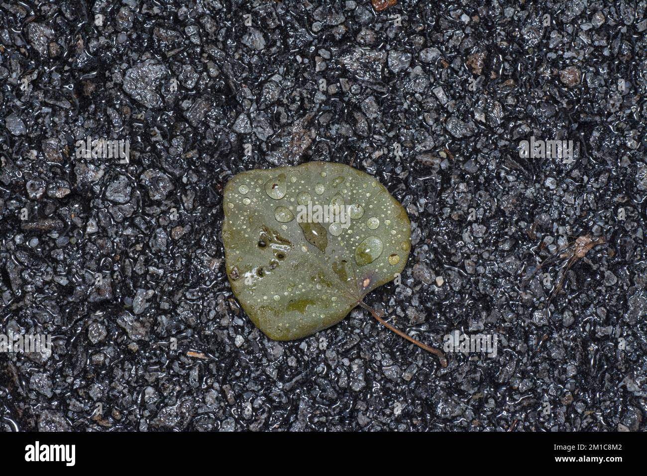 fallen spade-shaped leaf on the street after rain Stock Photo - Alamy