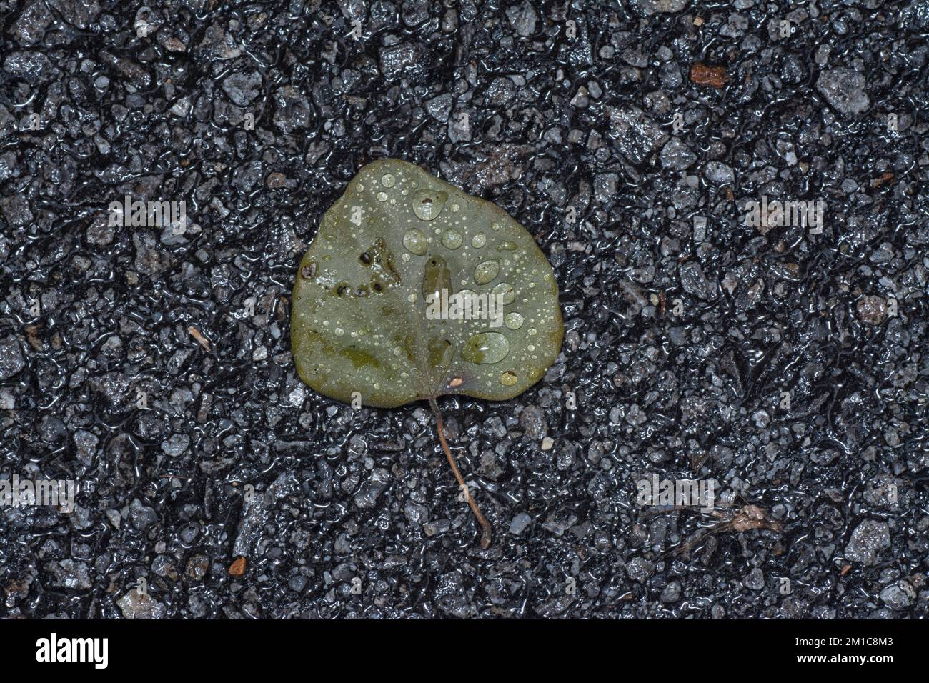 Spade shaped leaves hi-res stock photography and images - Alamy