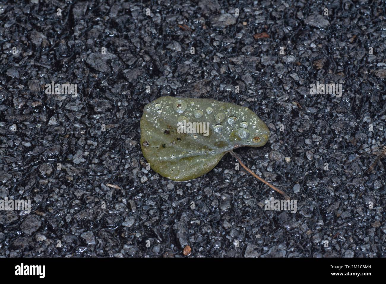 fallen spade-shaped leaf on the street after rain Stock Photo - Alamy