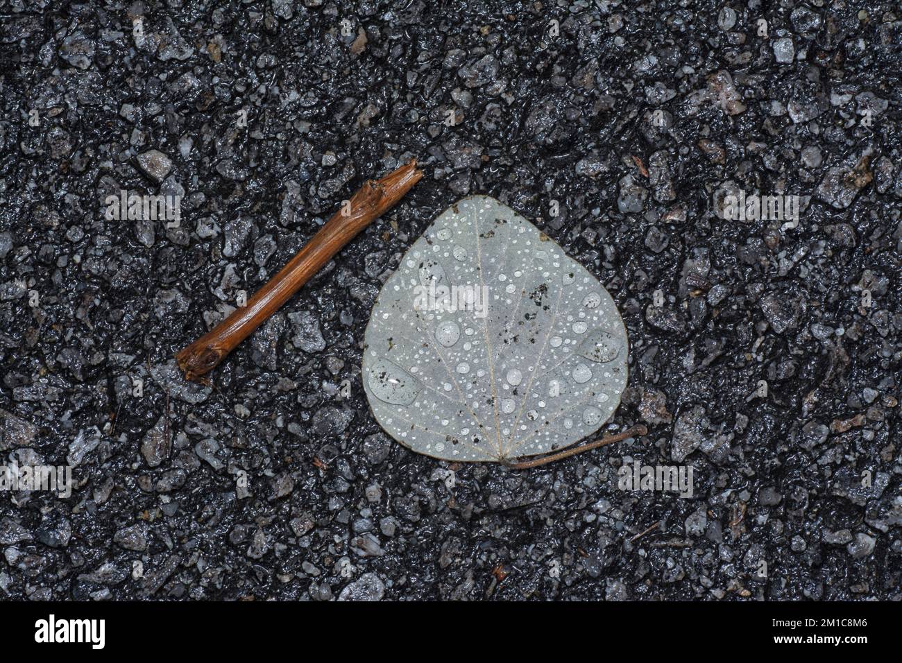 Spade shaped leaves hi-res stock photography and images - Alamy