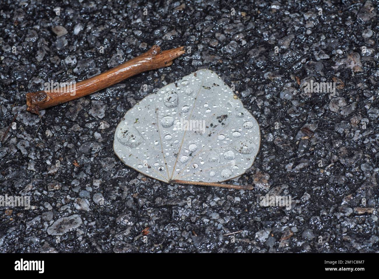 Spade shaped leaves hi-res stock photography and images - Alamy