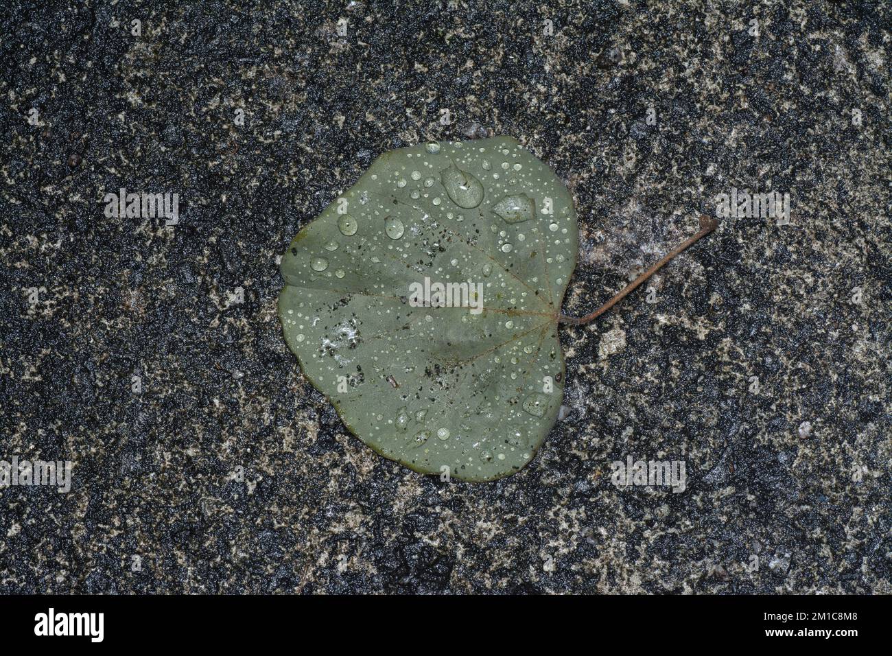 fallen spade-shaped leaf on the street after rain Stock Photo - Alamy