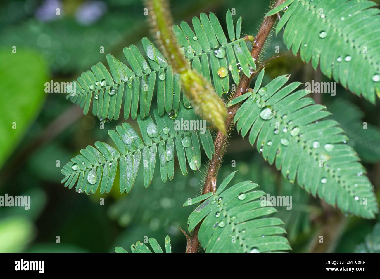 Shrinking leaves hi-res stock photography and images - Alamy