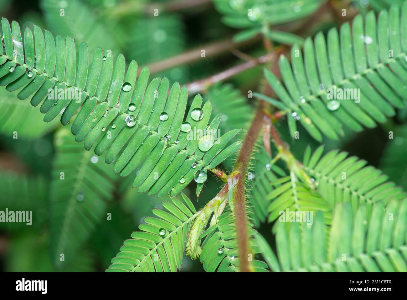 Shrinking mimosa hi-res stock photography and images - Alamy