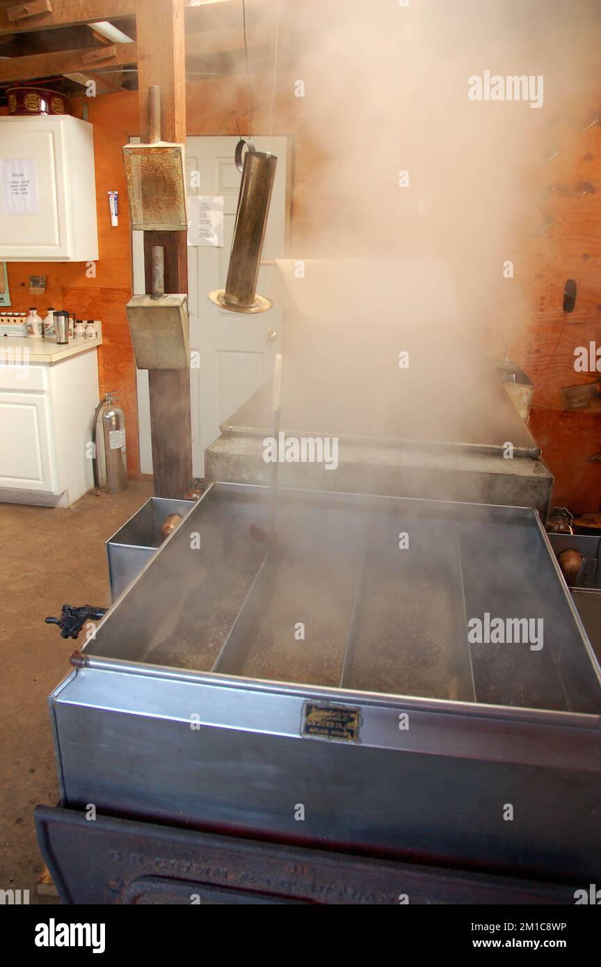 Steam rises from a vat, part of the boiling and evaporation process in ...
