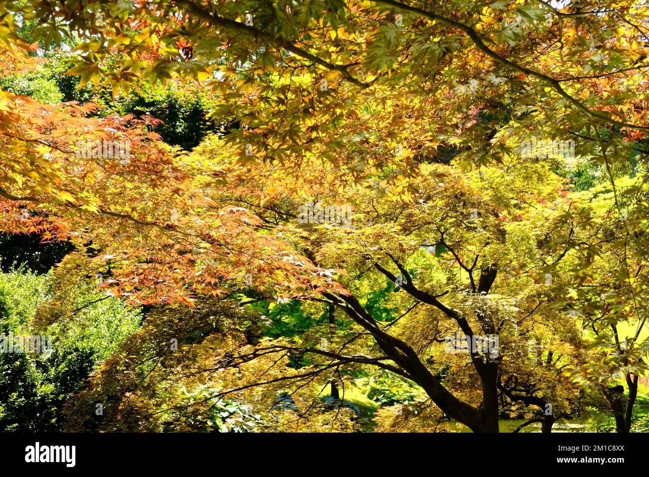 Orange yellow leaves trees Botanical Garden of Villa Carlotta Stock ...