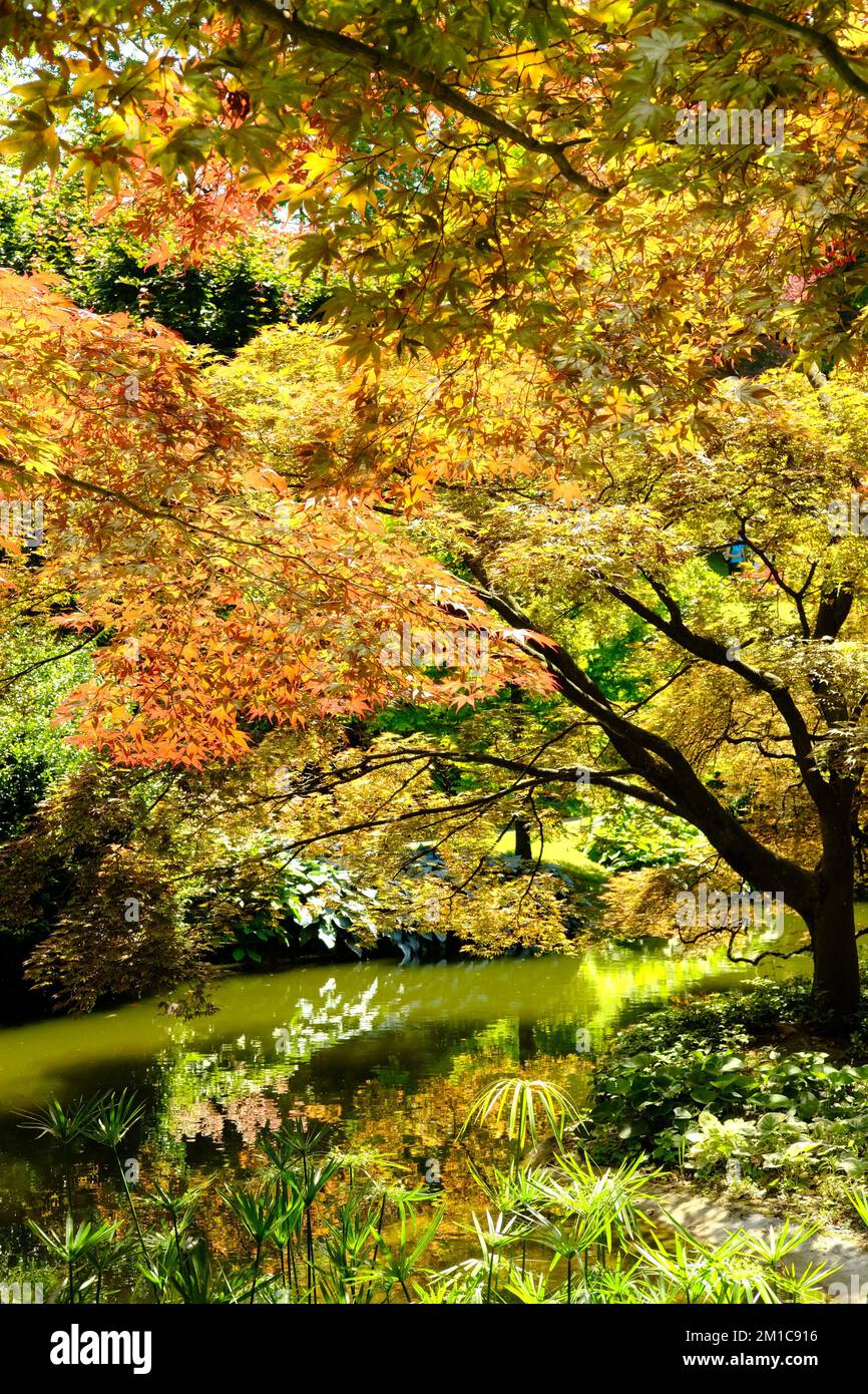 Orange yellow leaves trees Botanical Garden of Villa Carlotta Stock ...