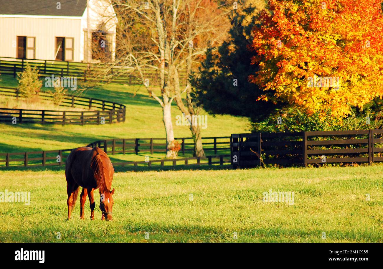 Kentucky Horses In Fall