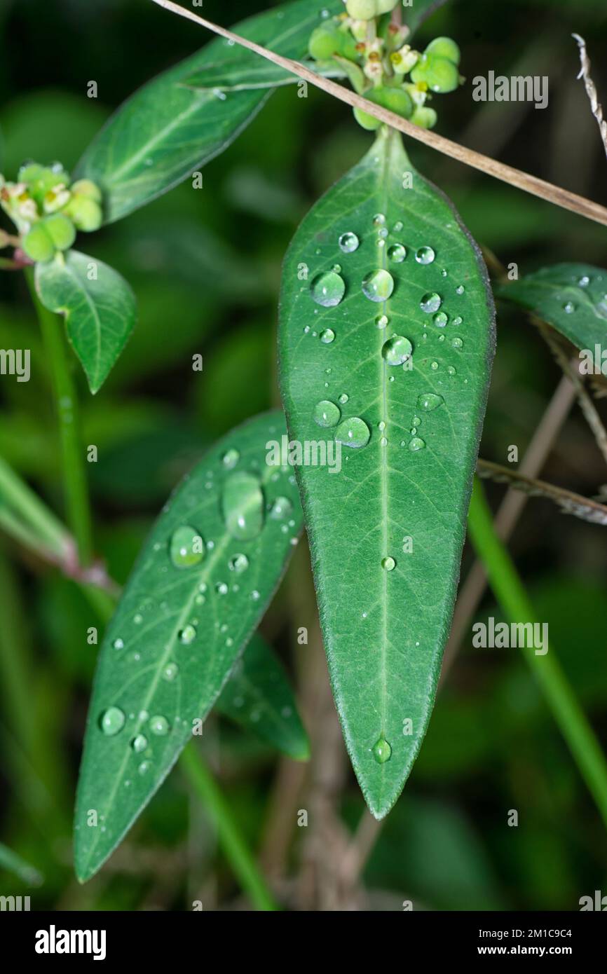 tiny water droplets on euphorbia heterophylla leaves Stock Photo - Alamy