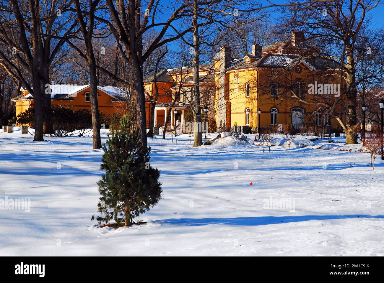 A lone pine tree grows through the winter on an estate in Garrison, New ...