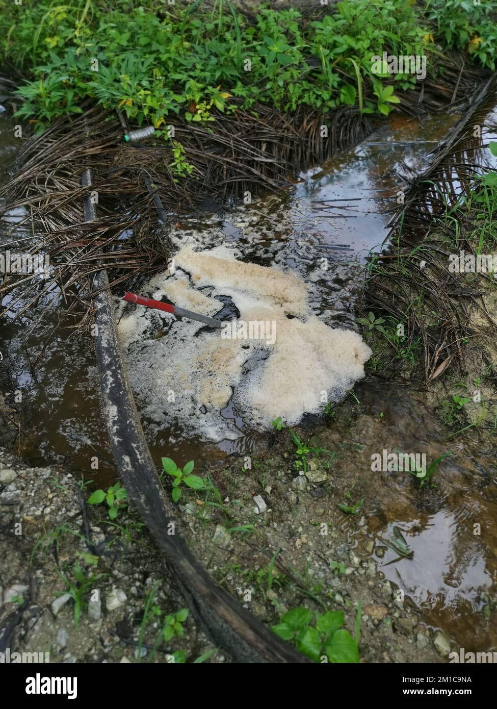 white brownish foam line surfacing on the farm drainage river Stock ...