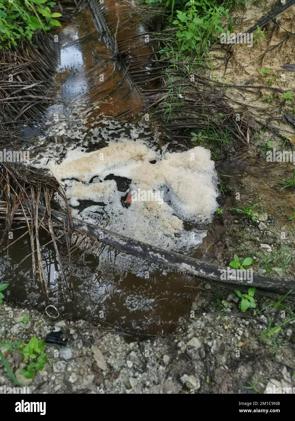 white brownish foam line surfacing on the farm drainage river Stock ...