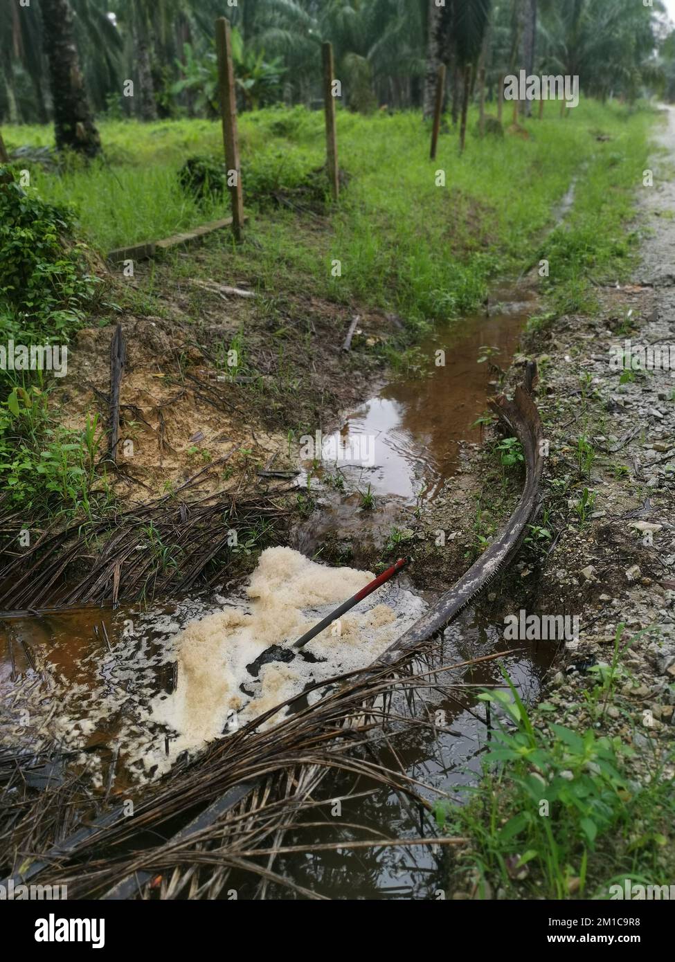 white brownish foam line surfacing on the farm drainage river Stock ...