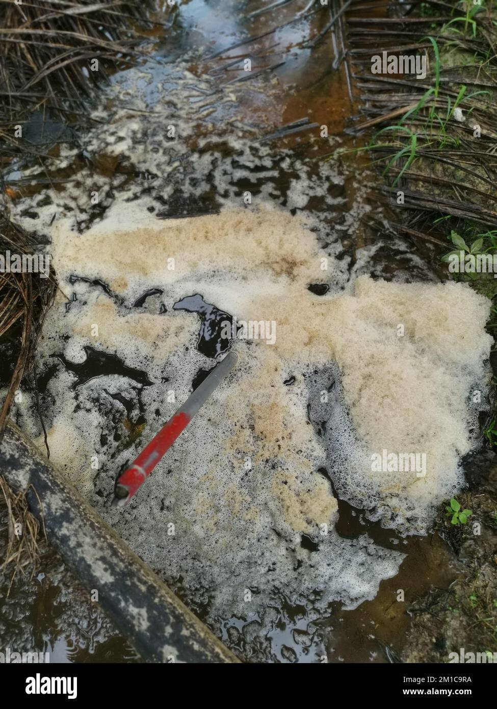 white brownish foam line surfacing on the farm drainage river Stock ...