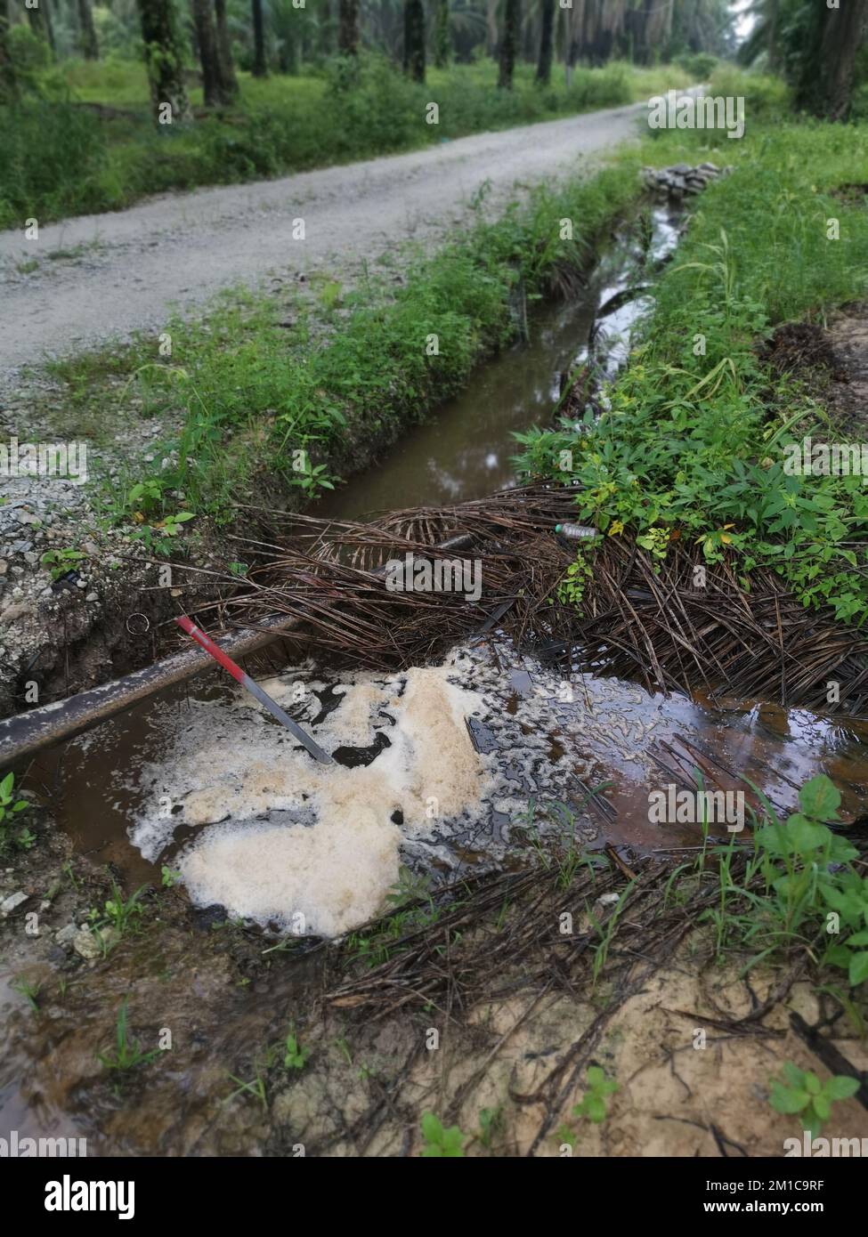 white brownish foam line surfacing on the farm drainage river Stock ...