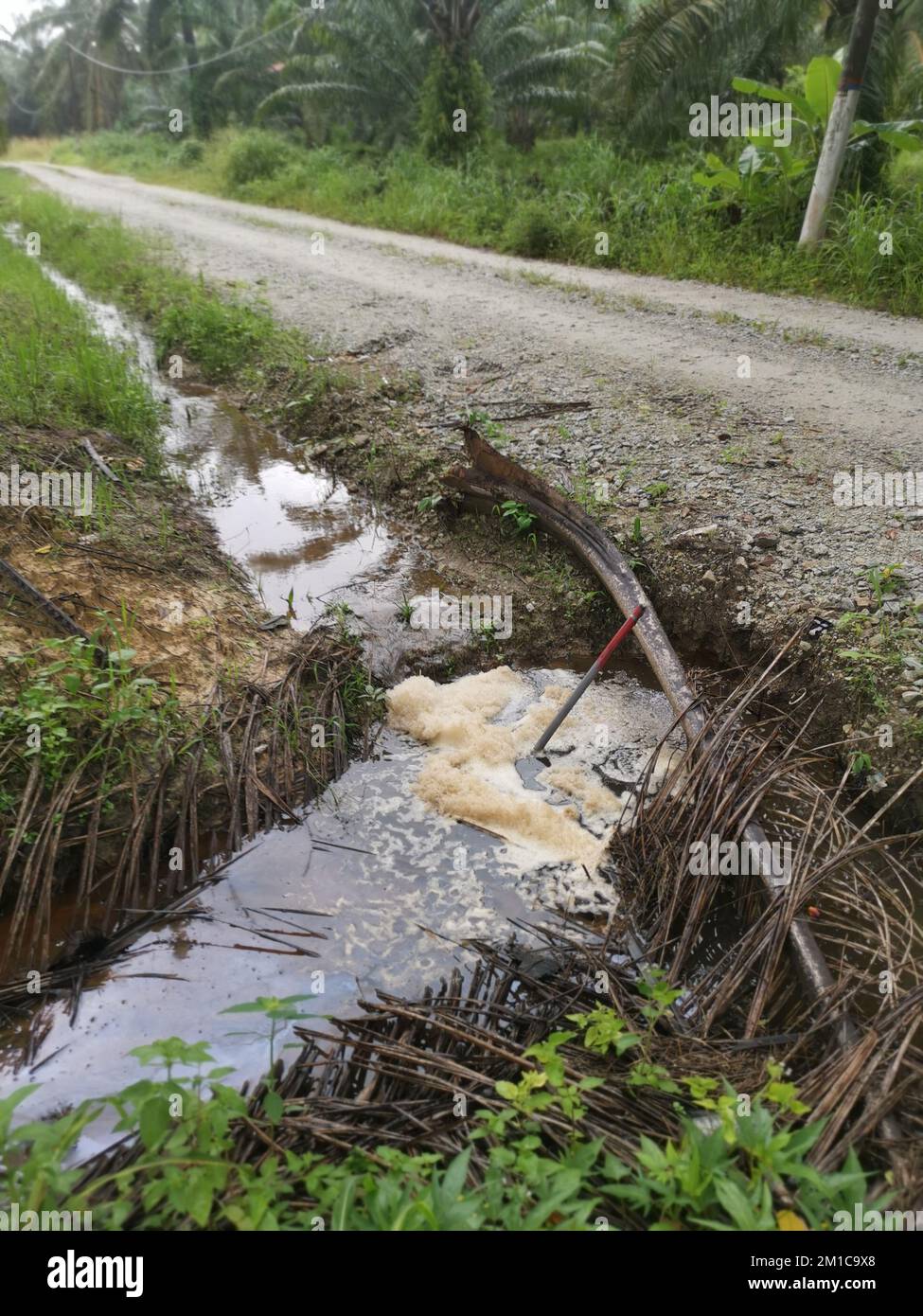 white brownish foam line surfacing on the farm drainage river Stock ...