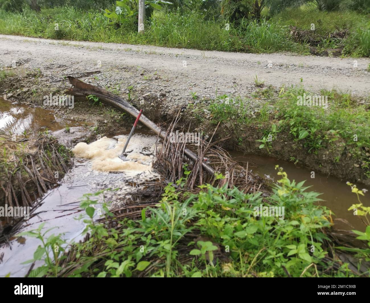 white brownish foam line surfacing on the farm drainage river Stock ...