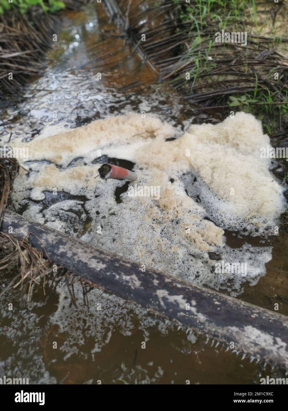 white brownish foam line surfacing on the farm drainage river Stock ...