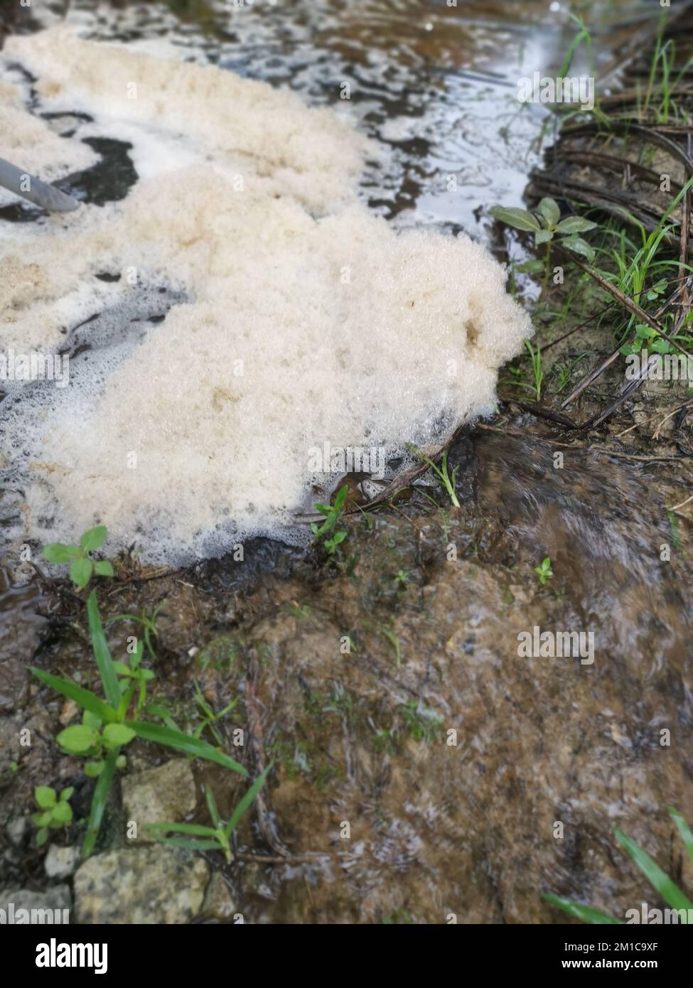 white brownish foam line surfacing on the farm drainage river Stock ...