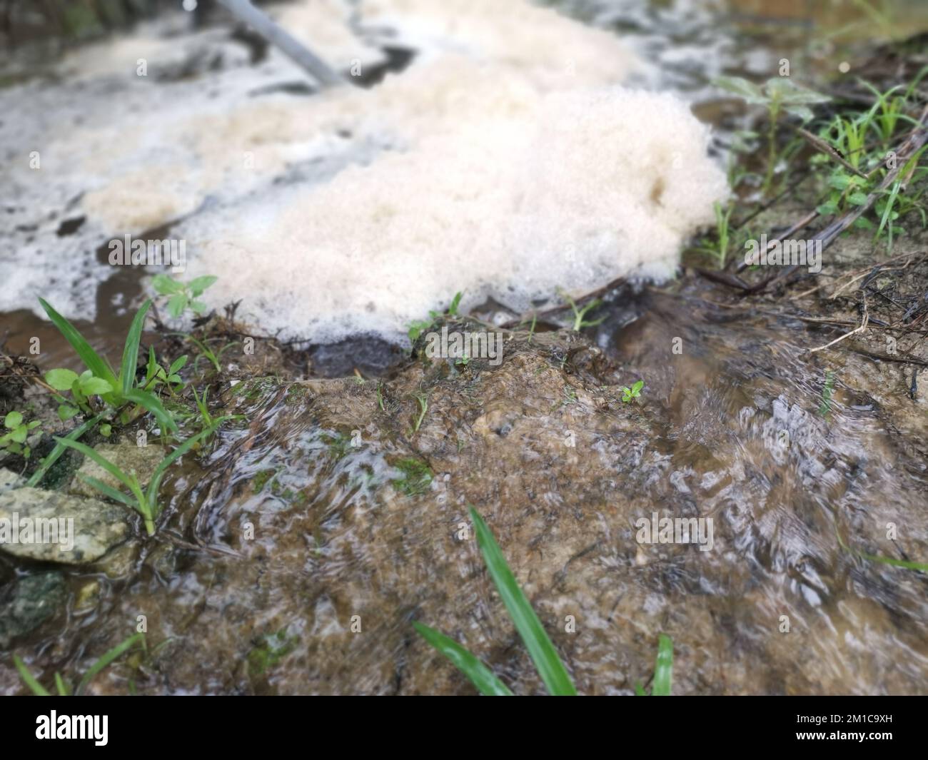 white brownish foam line surfacing on the farm drainage river Stock ...