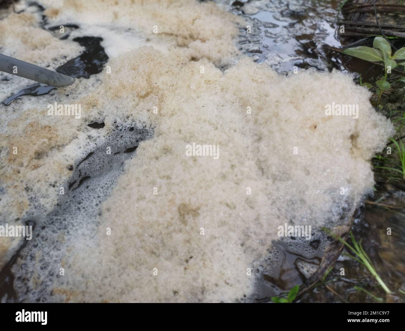 white brownish foam line surfacing on the farm drainage river Stock ...