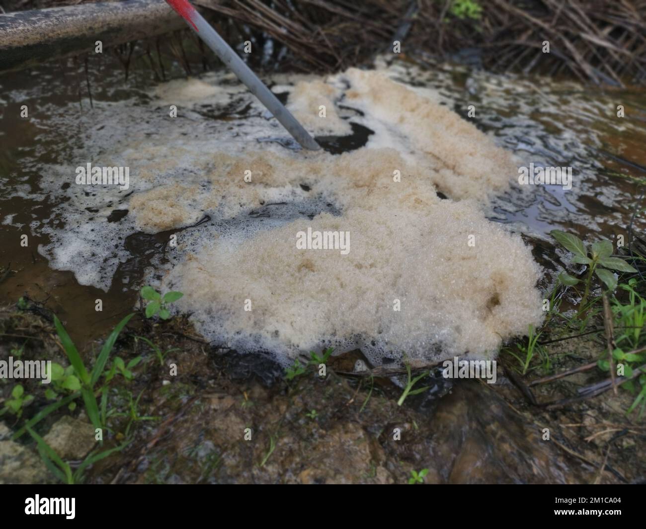 white brownish foam line surfacing on the farm drainage river Stock ...