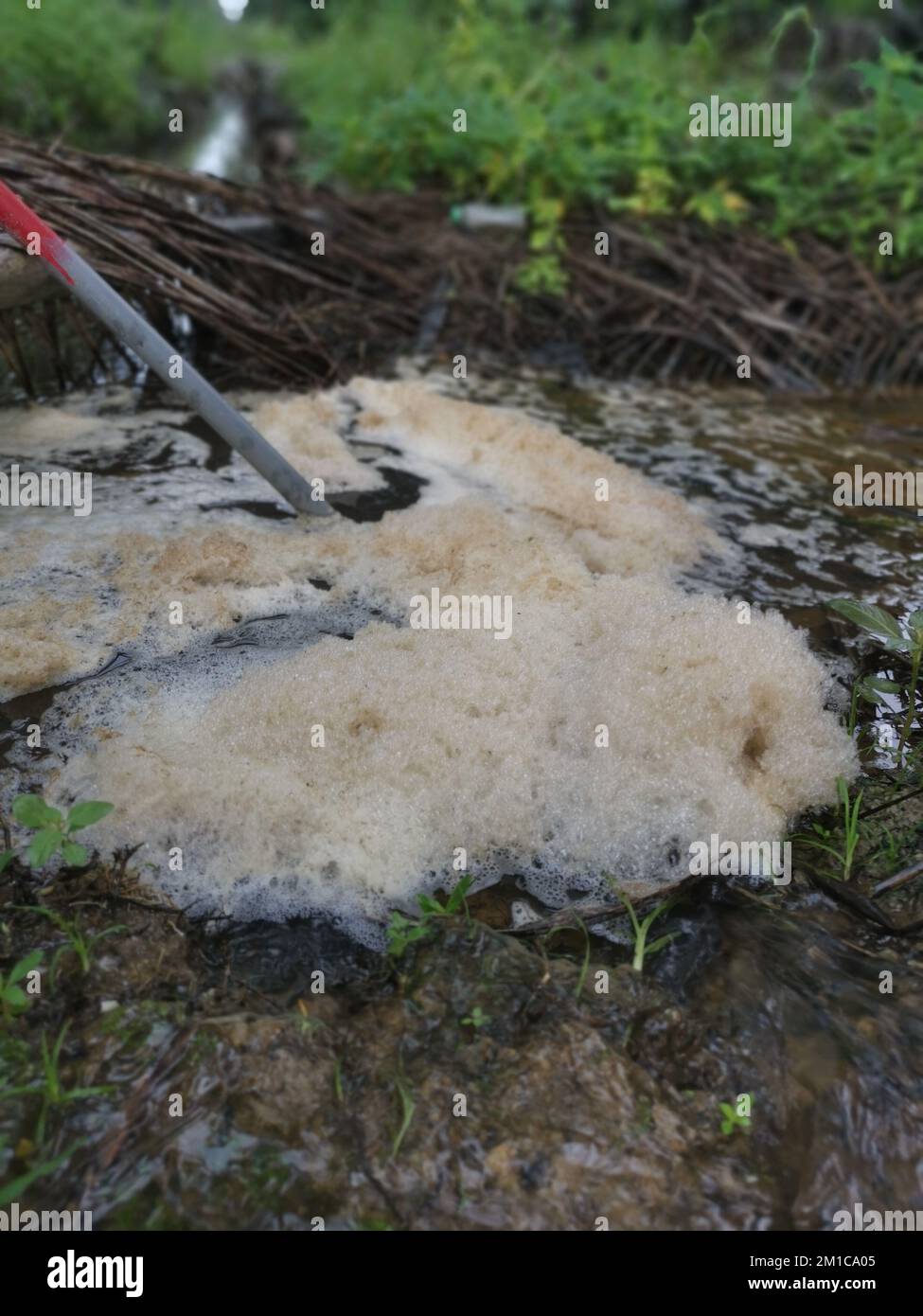 white brownish foam line surfacing on the farm drainage river Stock ...