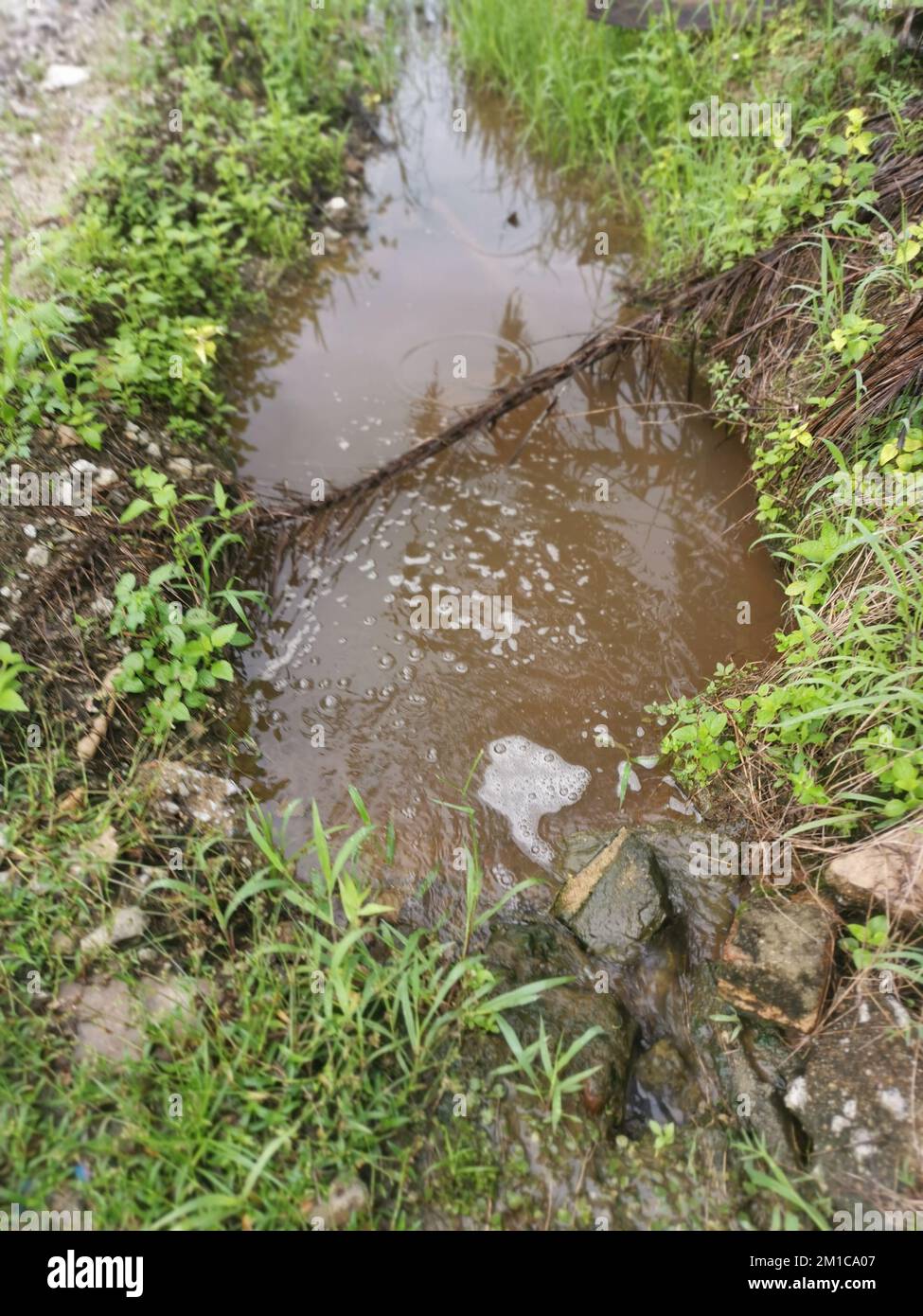 white brownish foam line surfacing on the farm drainage river Stock ...