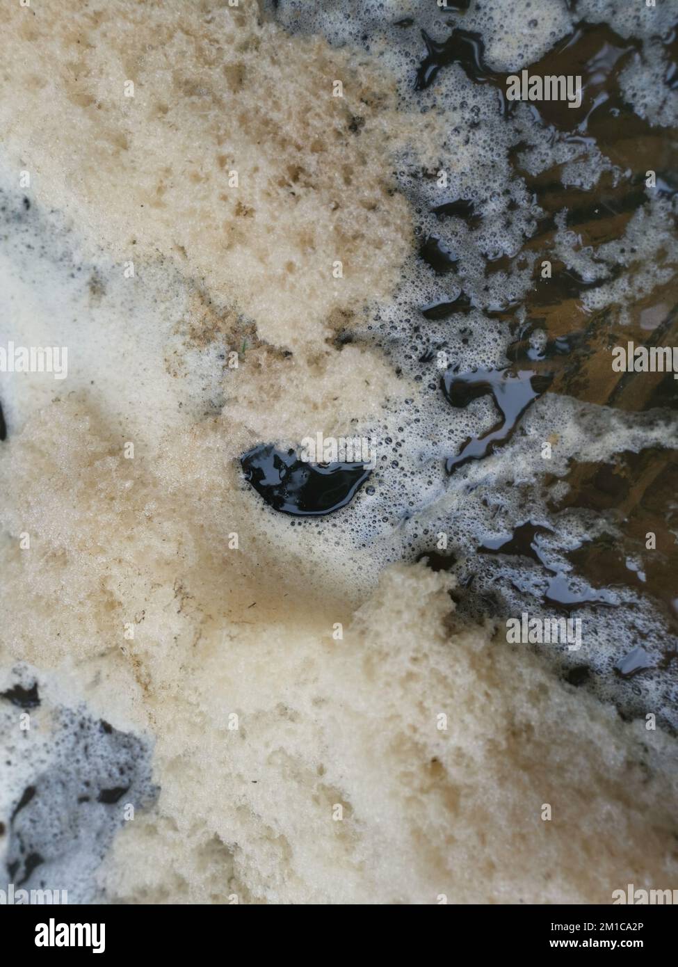 white brownish foam line surfacing on the farm drainage river Stock ...