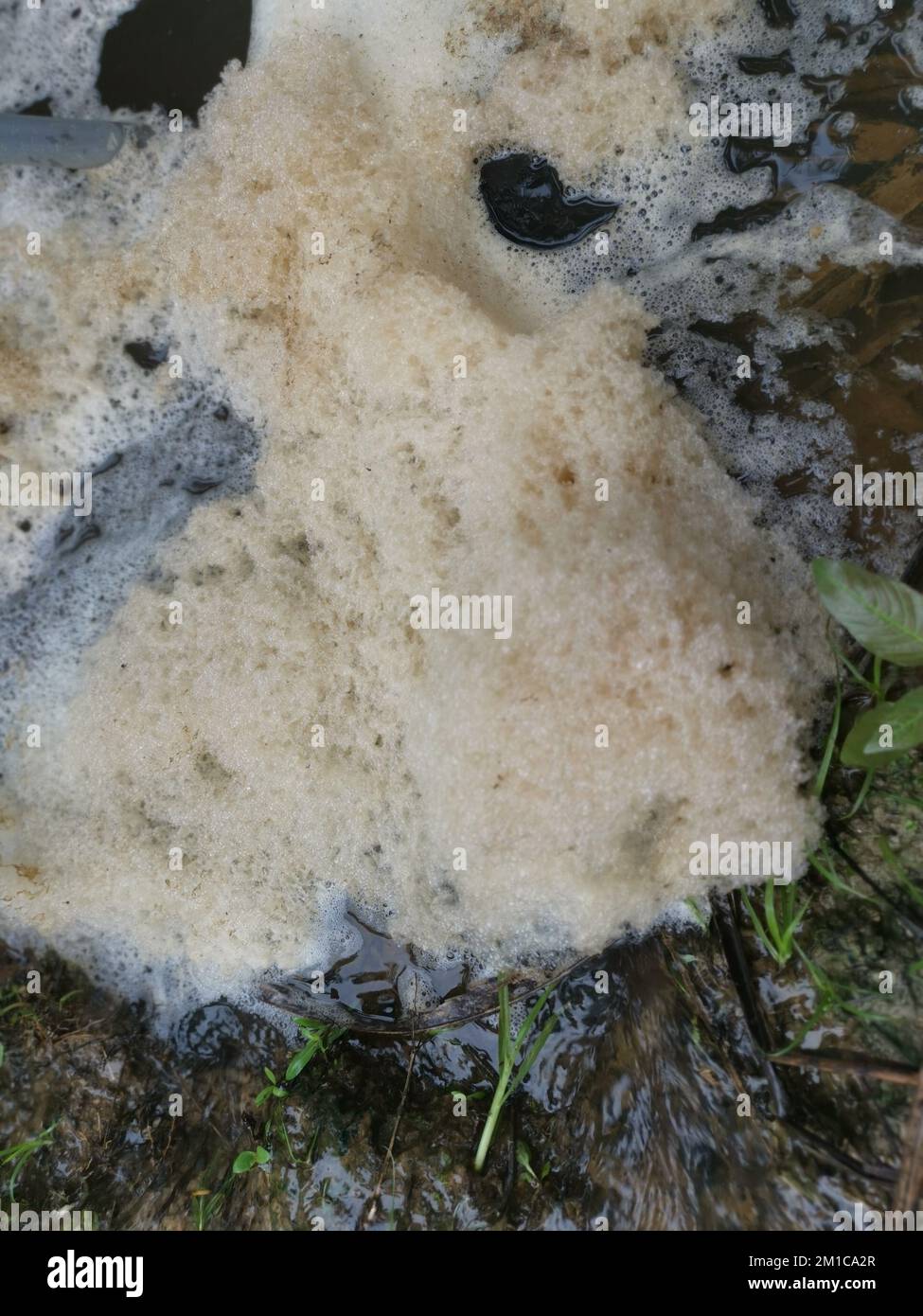 white brownish foam line surfacing on the farm drainage river Stock ...