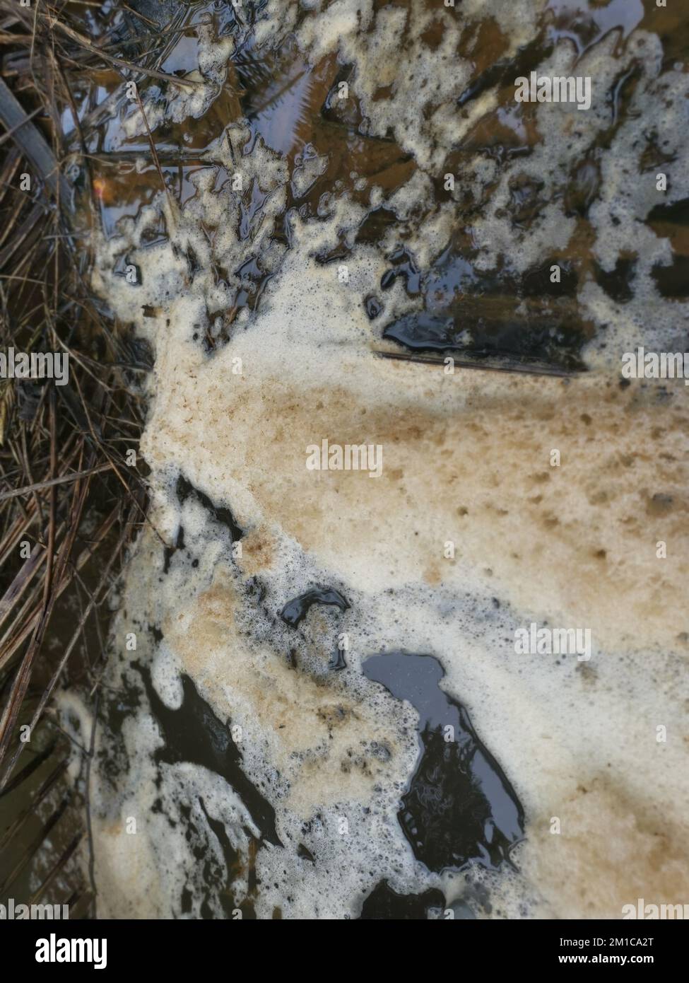 white brownish foam line surfacing on the farm drainage river Stock ...