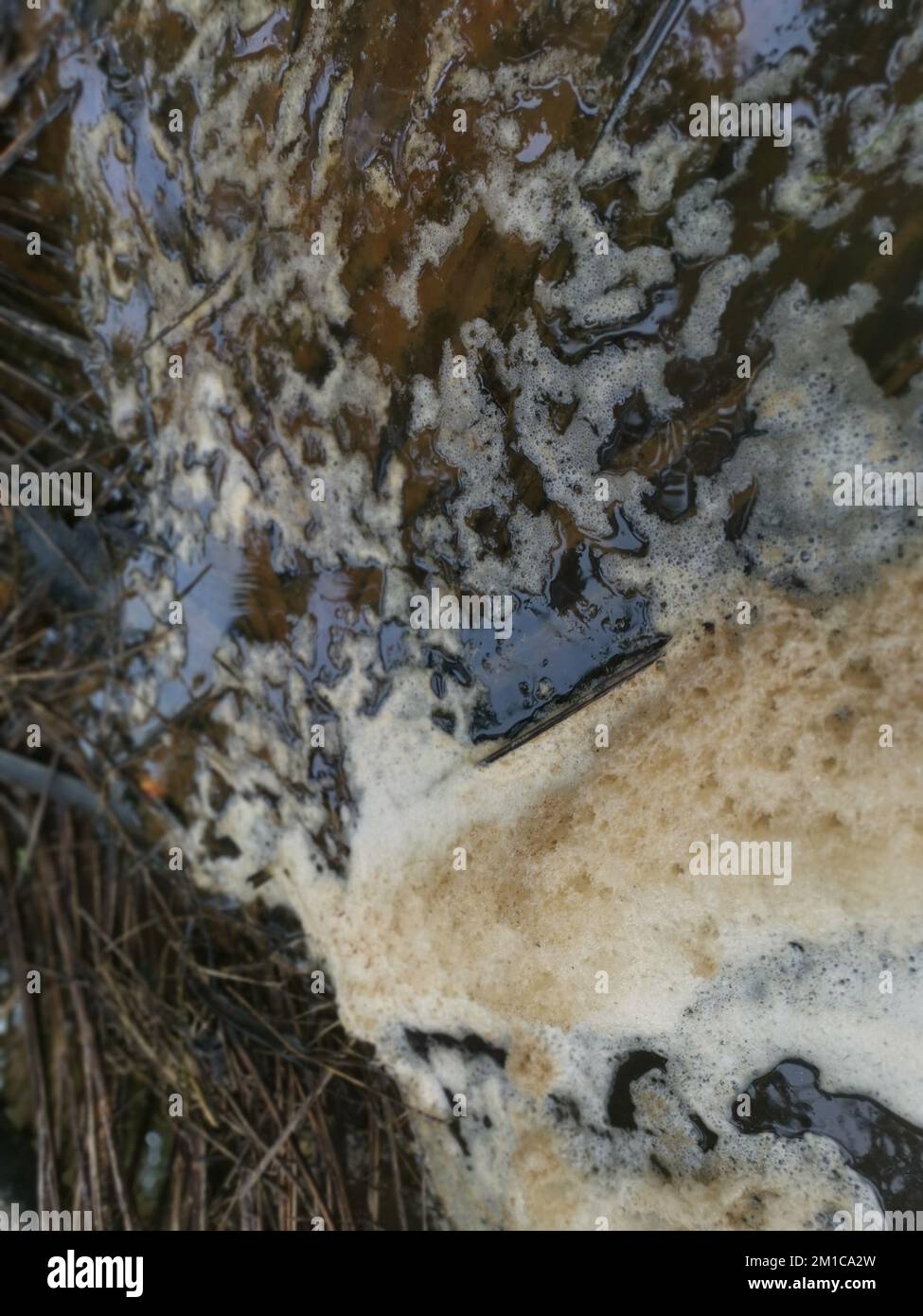 white brownish foam line surfacing on the farm drainage river Stock ...