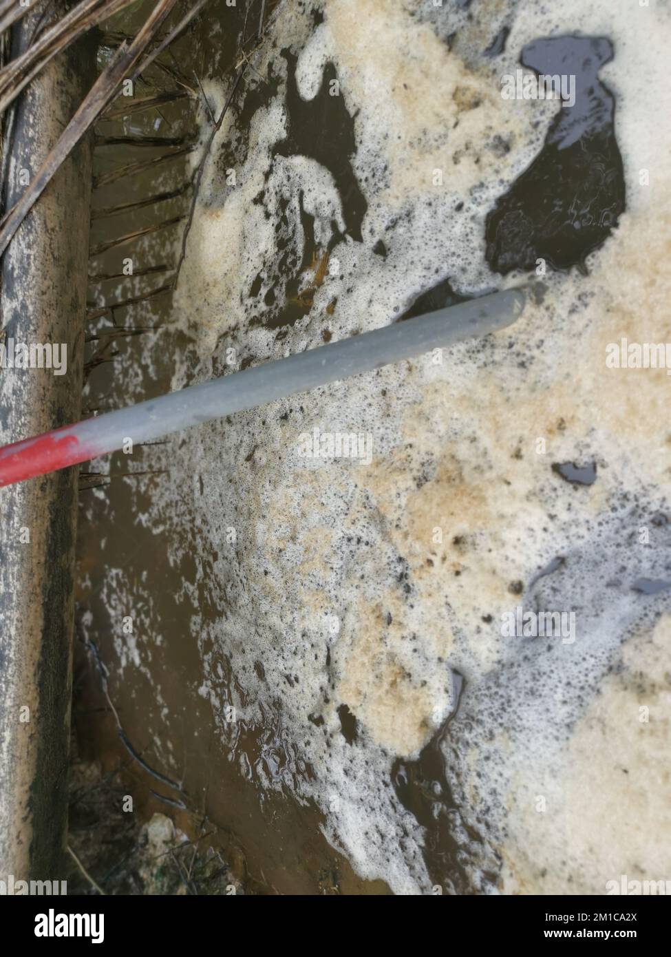 white brownish foam line surfacing on the farm drainage river Stock ...