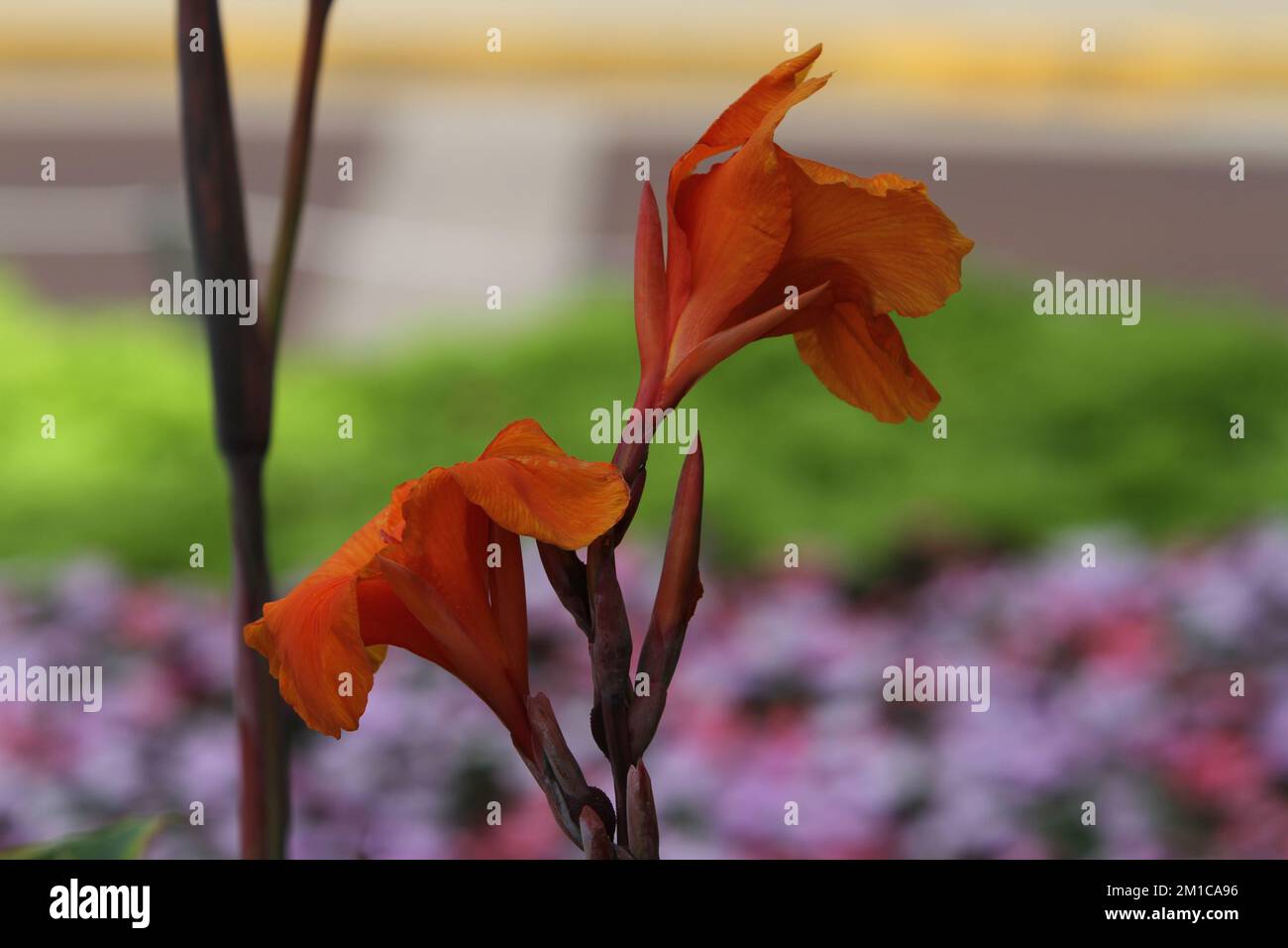 A shallow focus shot of orange African arrowroot flowers blooming in ...
