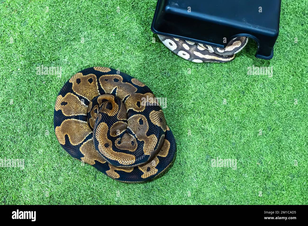Ball python is a popular pet in Thailand Stock Photo - Alamy