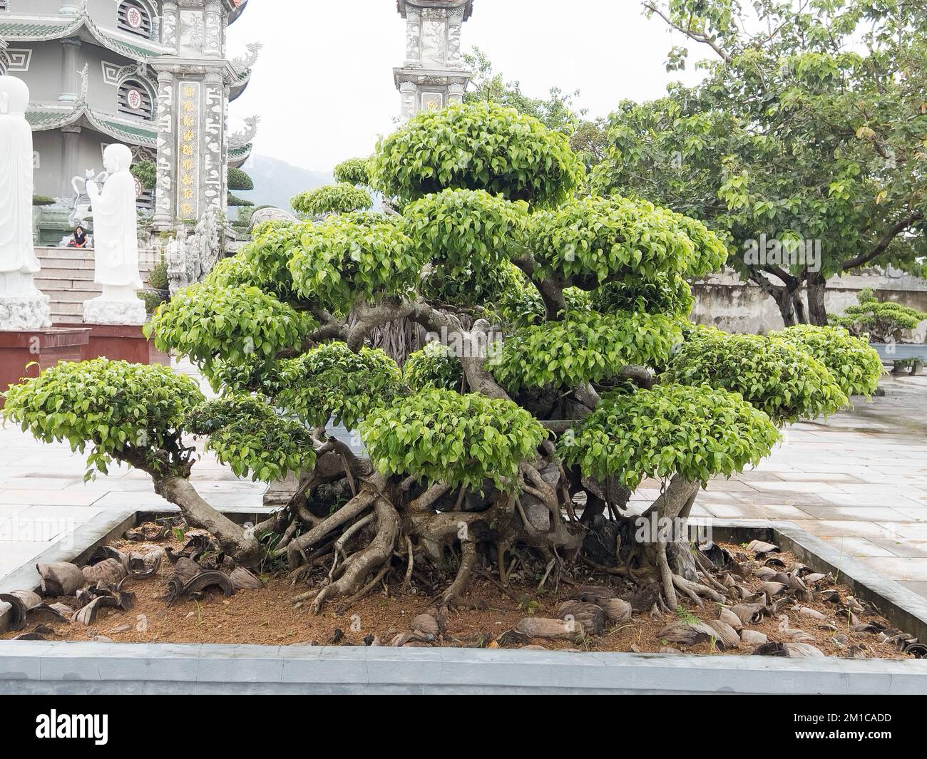 Giant bonsai at Hue Vietnam Stock Photo - Alamy