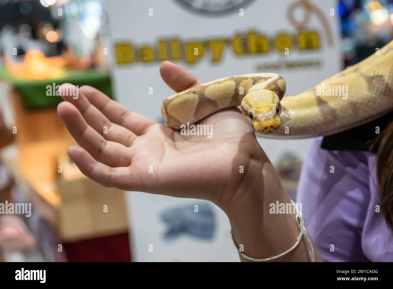 Ball python is a popular pet in Thailand Stock Photo - Alamy