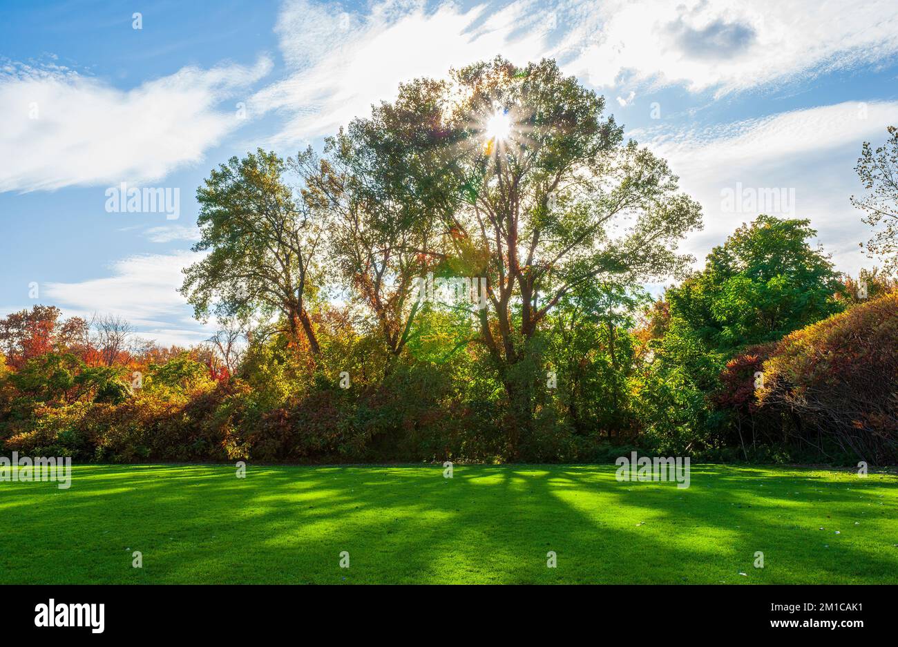 The sun shining through trees with colorful fall leaves, drawing shades ...