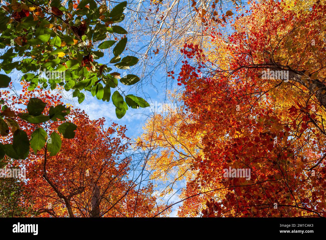 Canopies of red maple and elm trees at peak fall foliage, in shades of red, against a blue sky ...