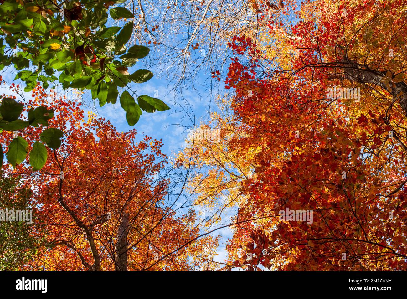 Canopies of red maple and elm trees at peak fall foliage, in shades of ...