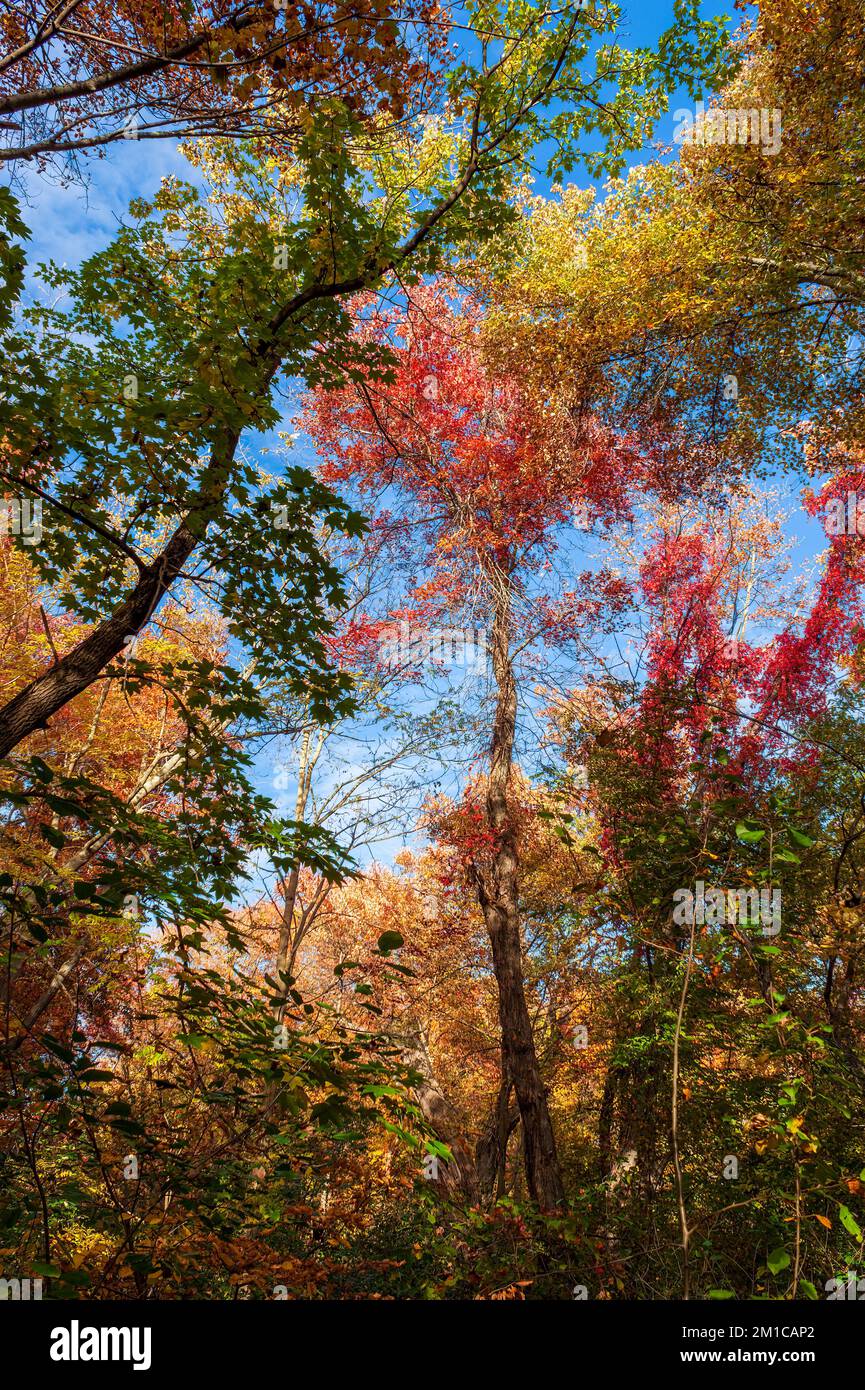 Canopies of red maple and sweetgum trees at peak fall foliage, in shades of red, against a blue ...